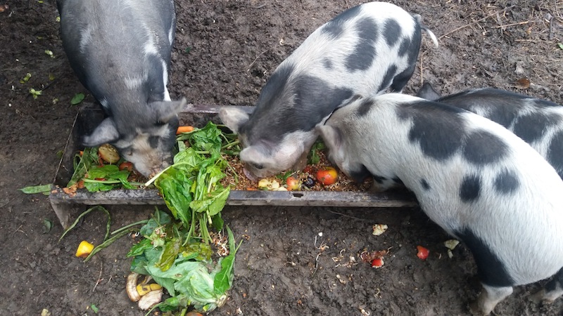 Pig Club - The Crossing Forest Row